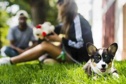 In honor of National Dog Day, we’re showing off the most charismatic ...