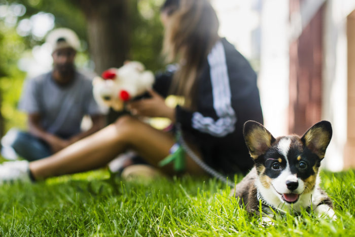 In honor of National Dog Day, we’re showing off the most charismatic ...
