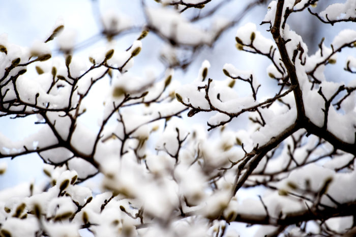 The first snow of the semester in photos - News @ Northeastern - News ...
