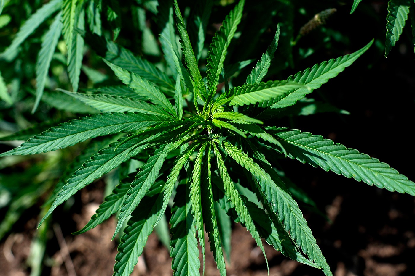 Hemp production potential sustainable economic future for indigenous ...