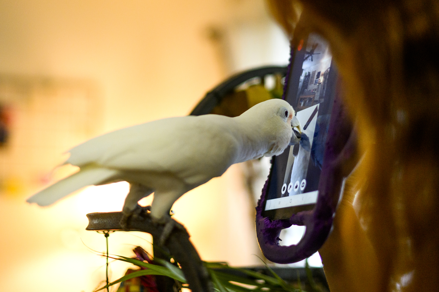 Researchers Taught Parrots to Video Call Other Parrots