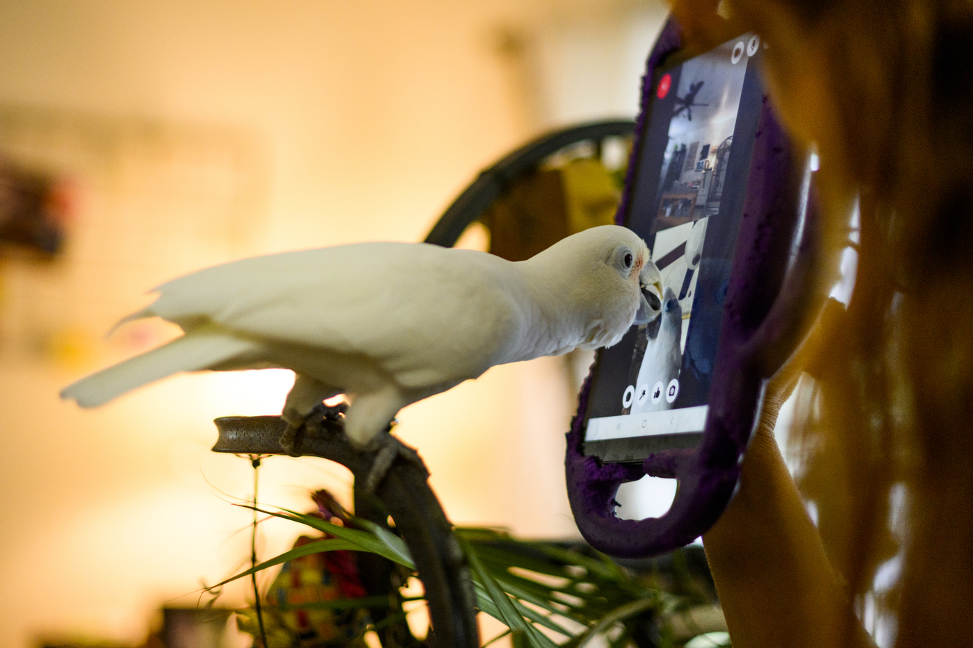 Researchers Taught Parrots to Video Call Other Parrots