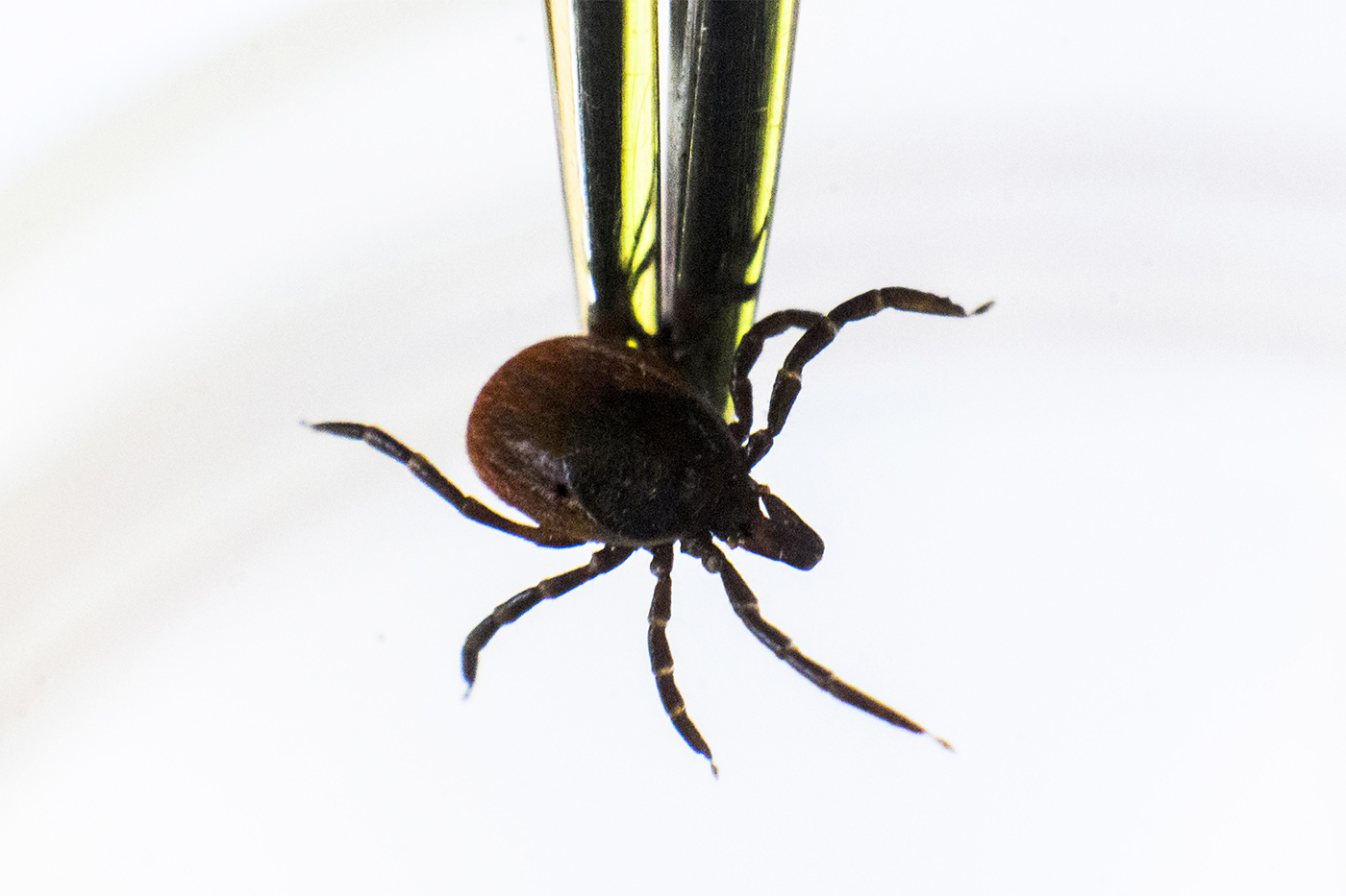 New Lyme disease treatment could prevent chronic illness
