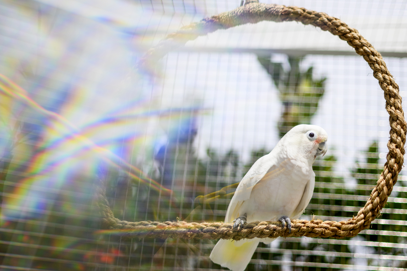 She taught her cockatoo to read. That was just the beginning ...