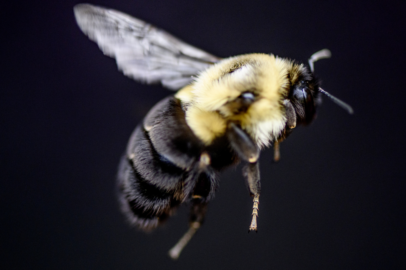 Bumble like a bee - Northeastern Global News
