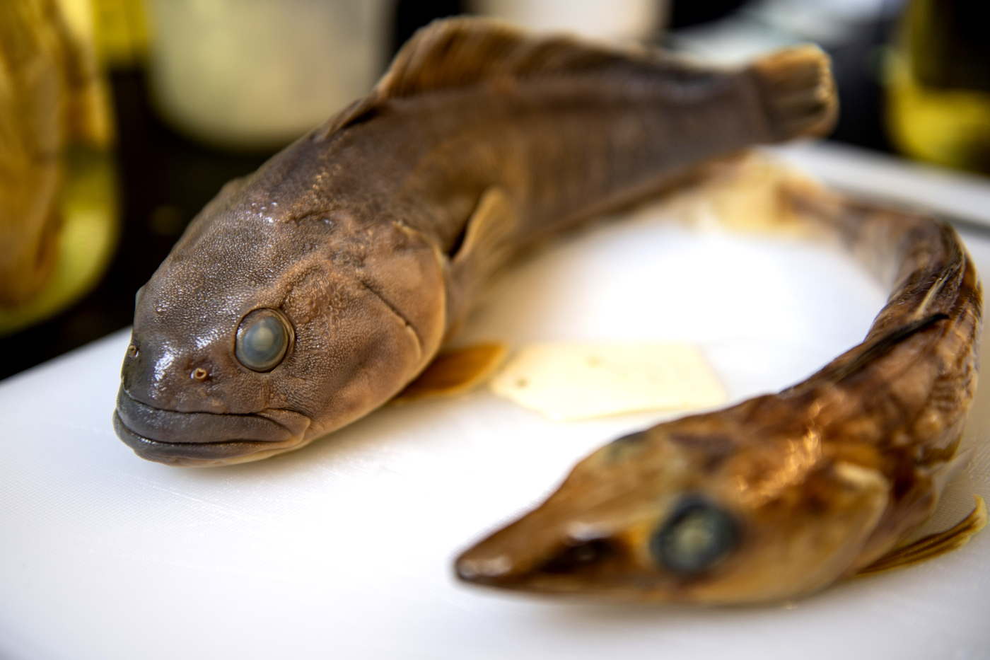 Why Don’t Fish Freeze in Antarctica?