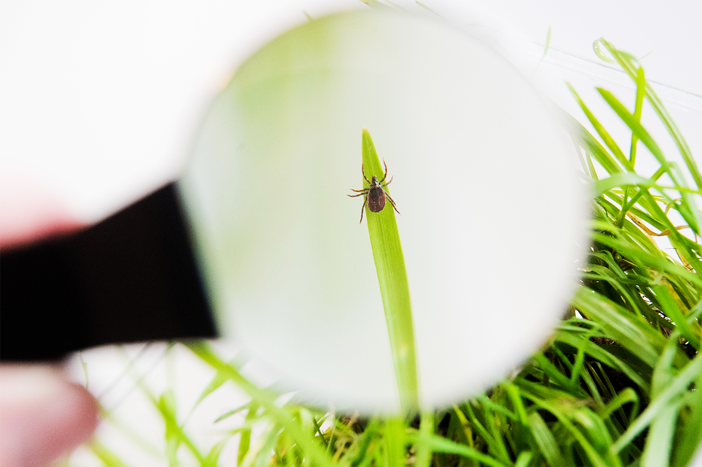When Will Pfizer's New Lyme Disease Vaccine Be Available?