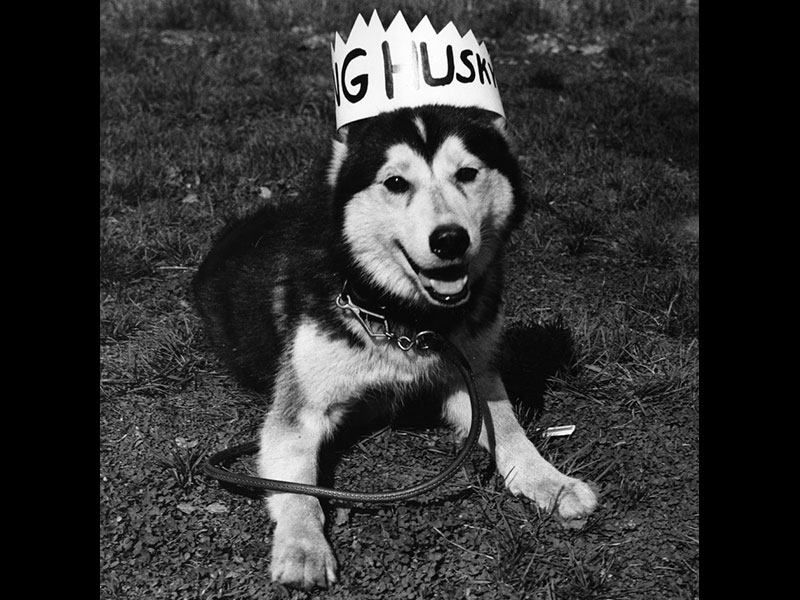 The Royal History of King Husky, Northeastern's Mascot