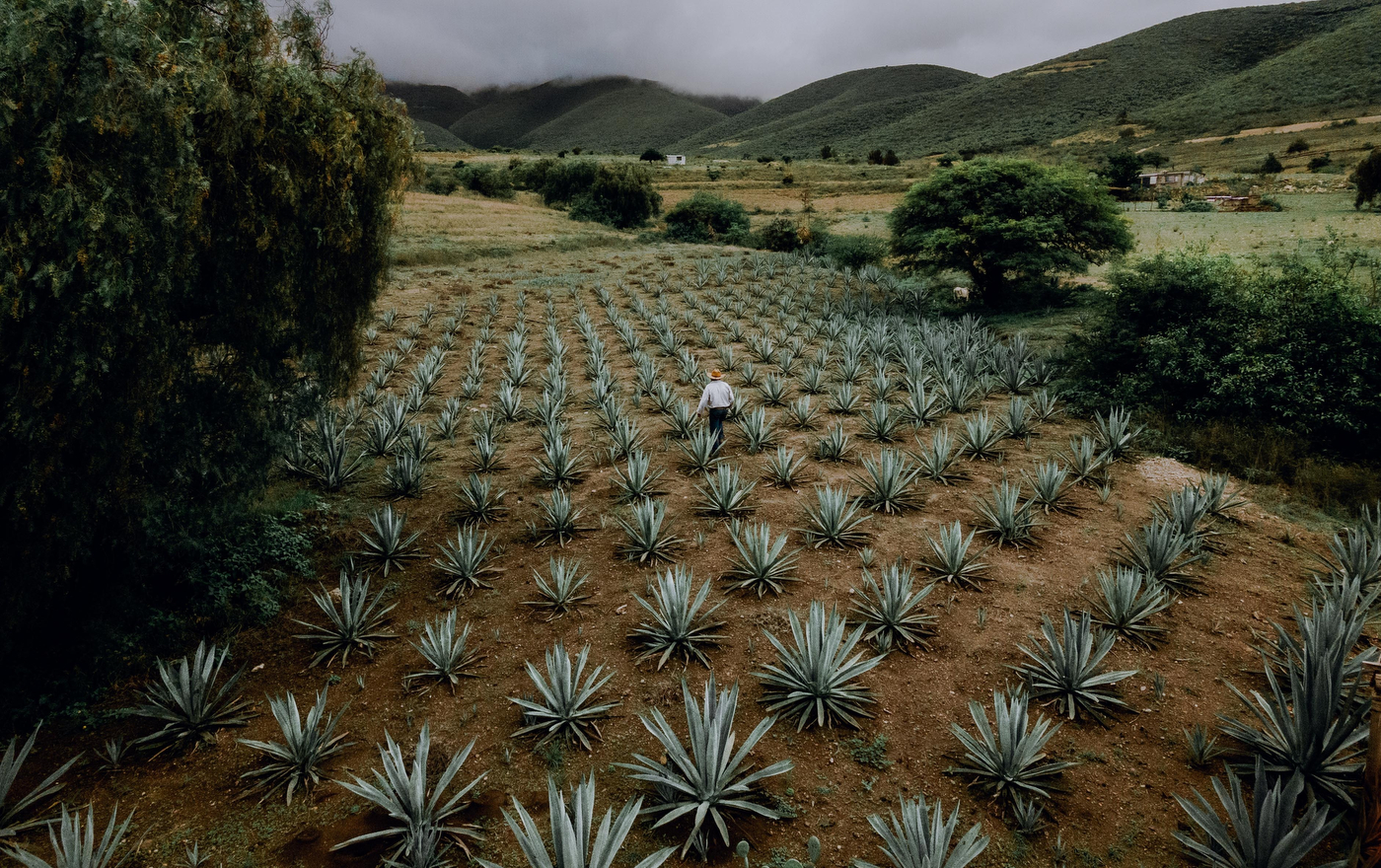 Mezcal Business Helping Fulfill One Mexican Family’s Dream