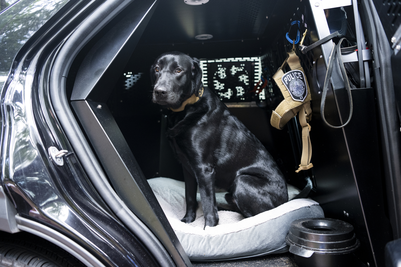 Pet him, he’s working: a day sniffing around Northeastern with Sarge ...