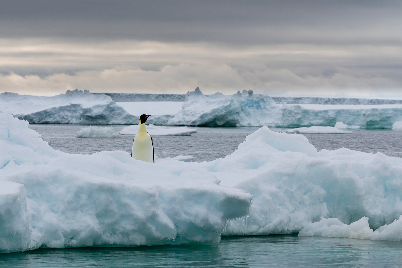 Are Emperor Penguins on the Verge of Extinction?