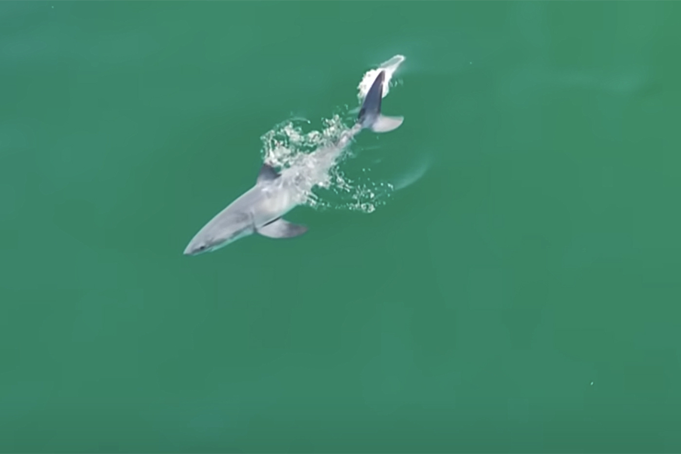 Was a Baby Great White Shark Really Caught on Camera?