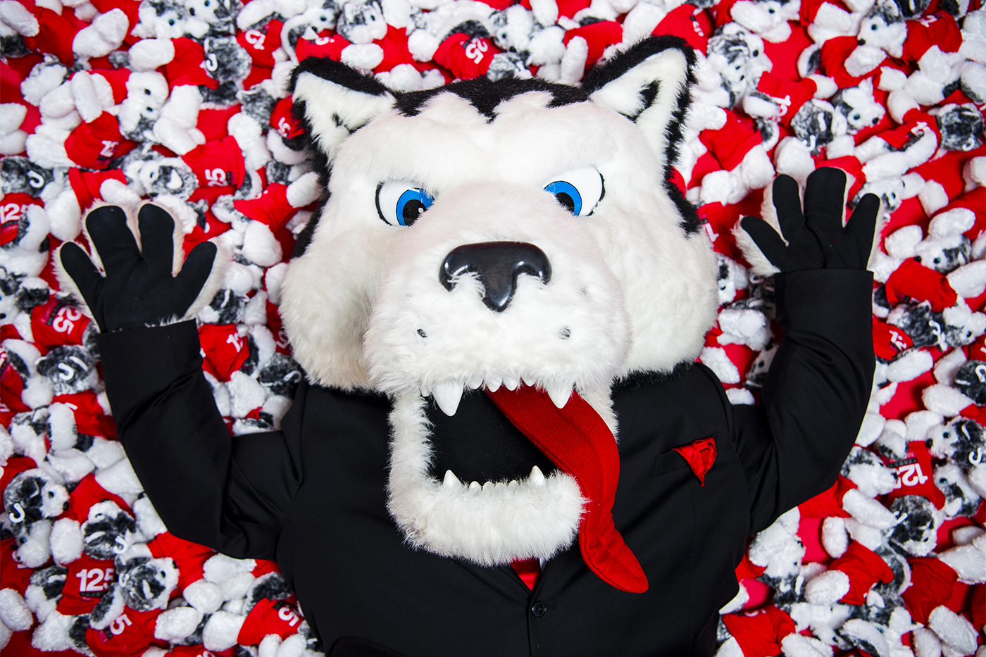 Northeastern loves Paws. He loves Northeastern more. - Northeastern ...