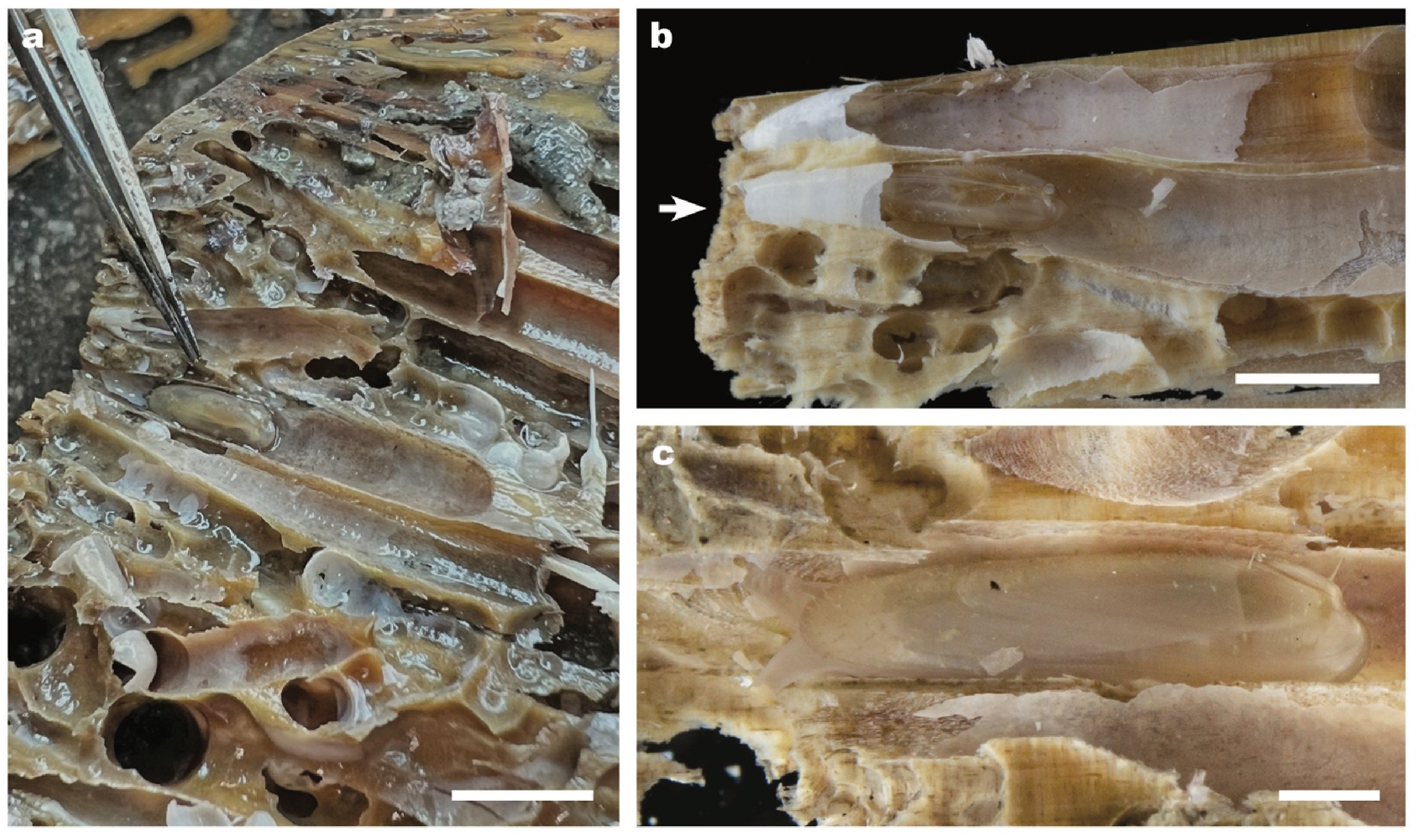 New Mussel Species Discovered in Ancient Undersea Forest