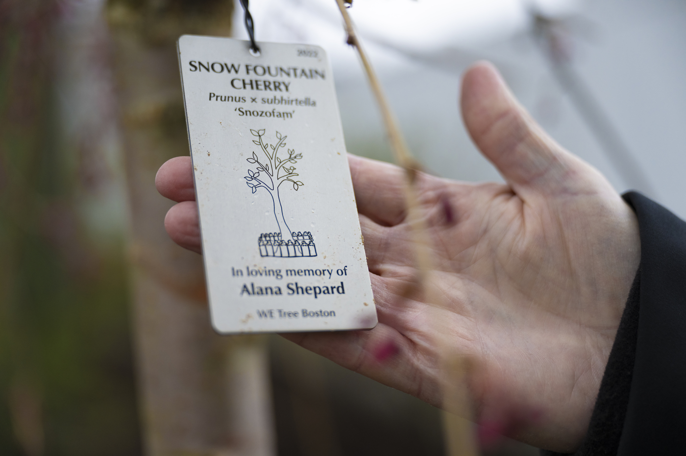These Northeastern graduates are improving our neighborhoods one tree ...