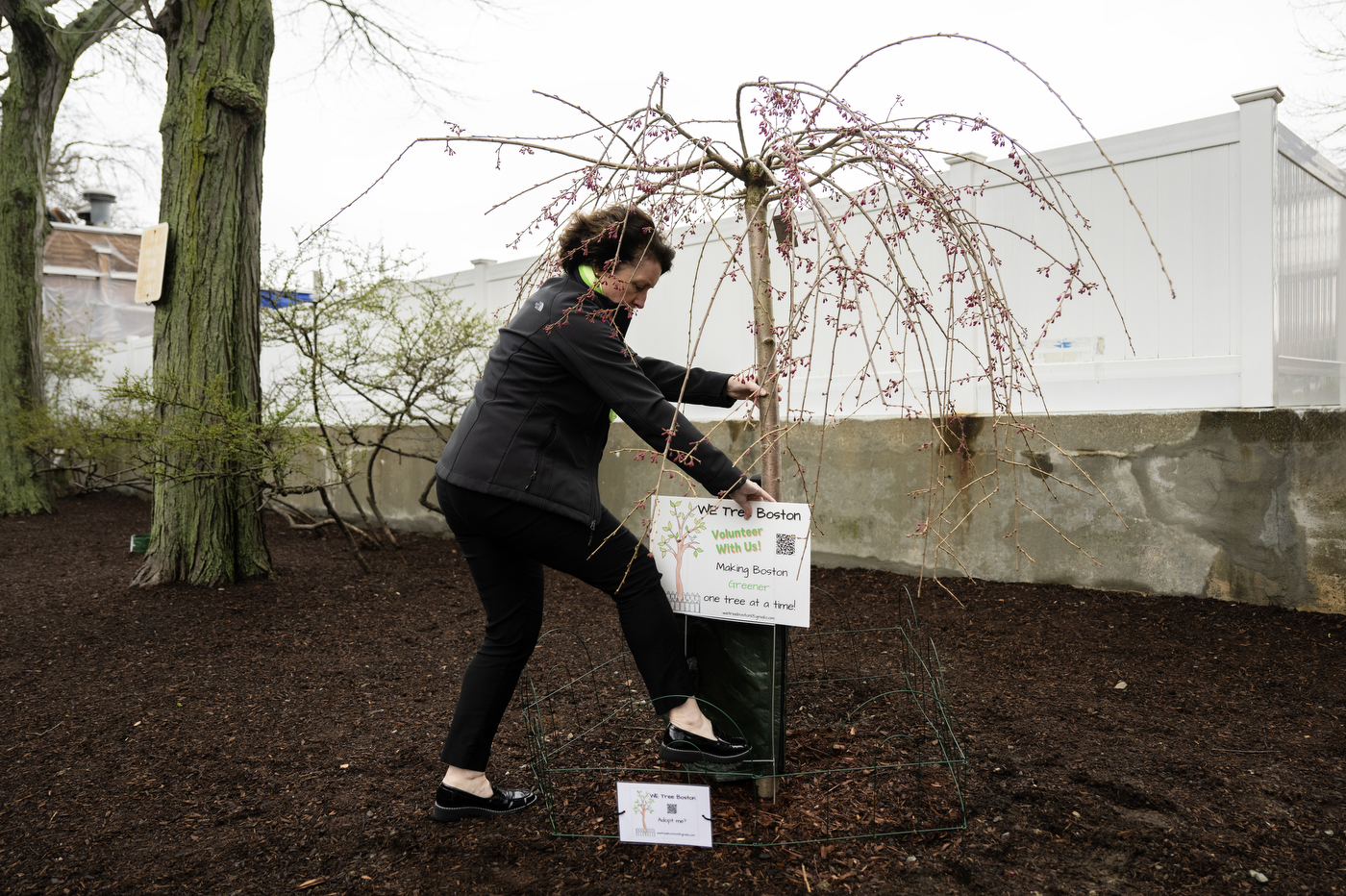 These Northeastern graduates are improving our neighborhoods one tree ...