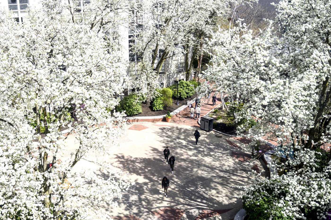 Blossom into bloom - Northeastern Global News