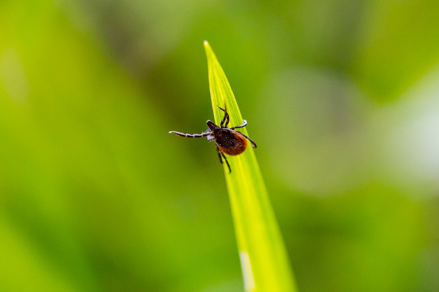 What You Need to Know About Tick-Borne Diseases & Illnesses
