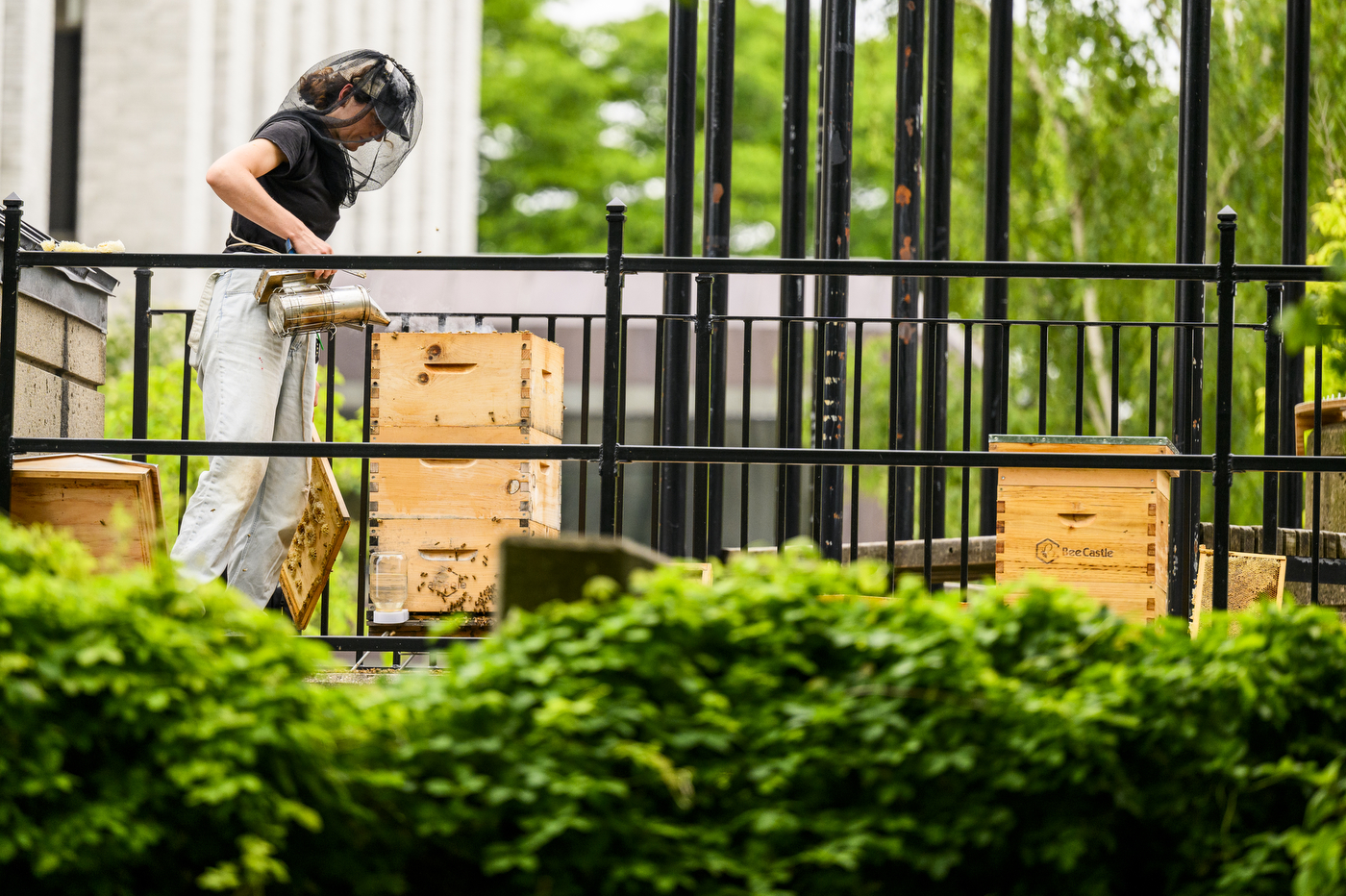 Worker bee - Northeastern Global News