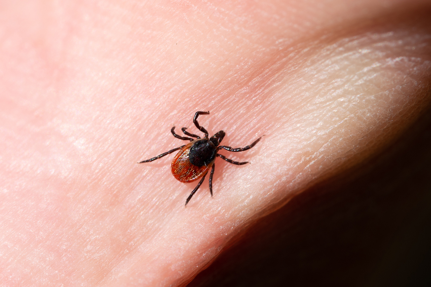 Lyme Vaccine for Humans in Final Trials: Anti-Tick Vaccine Next?