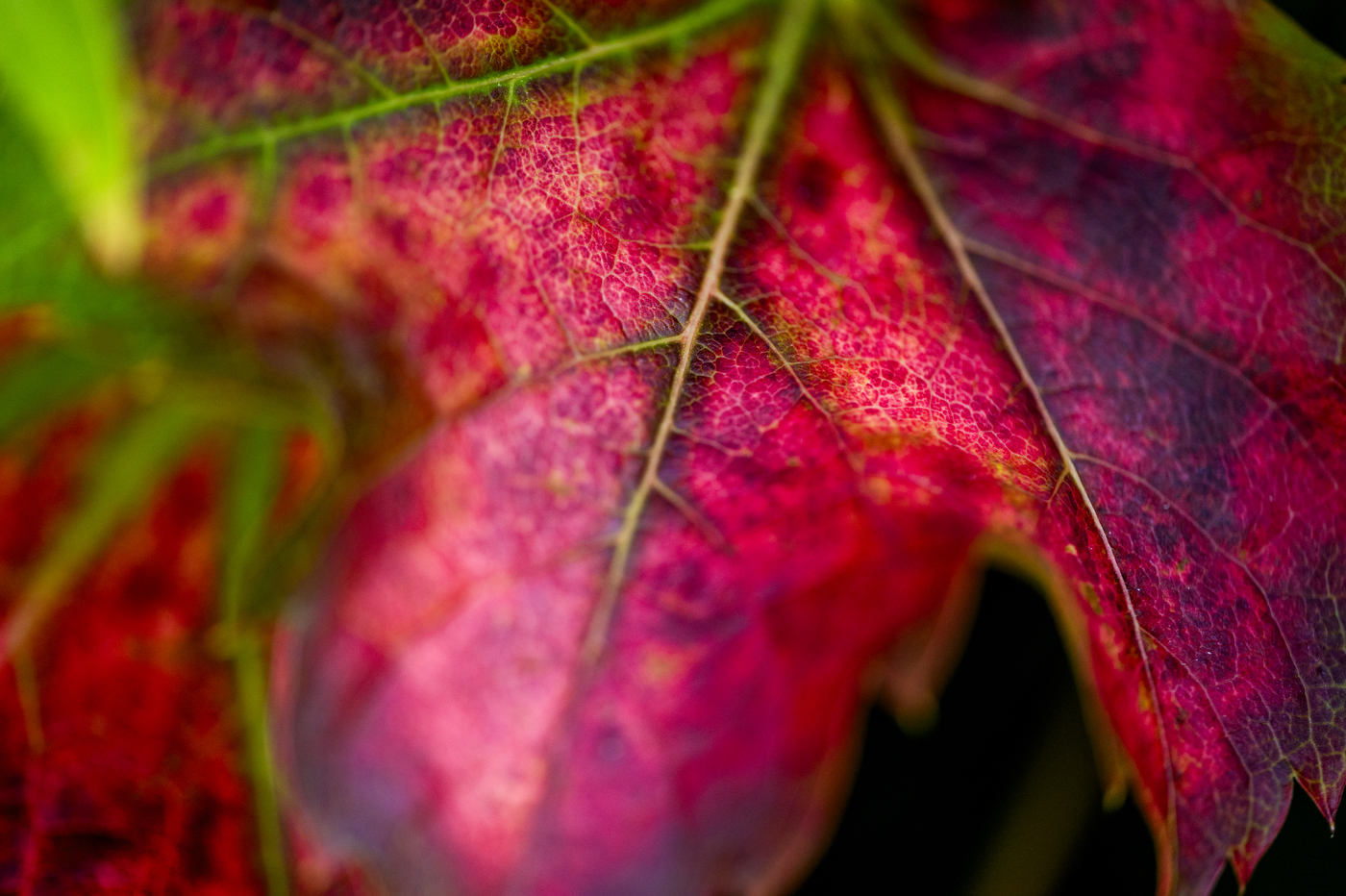 Why Fall Allergies May Be Worse Than Ever This Year