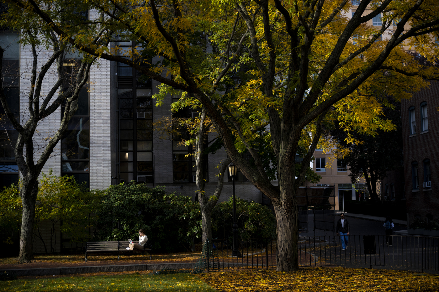 Learn under the leaves - Northeastern Global News