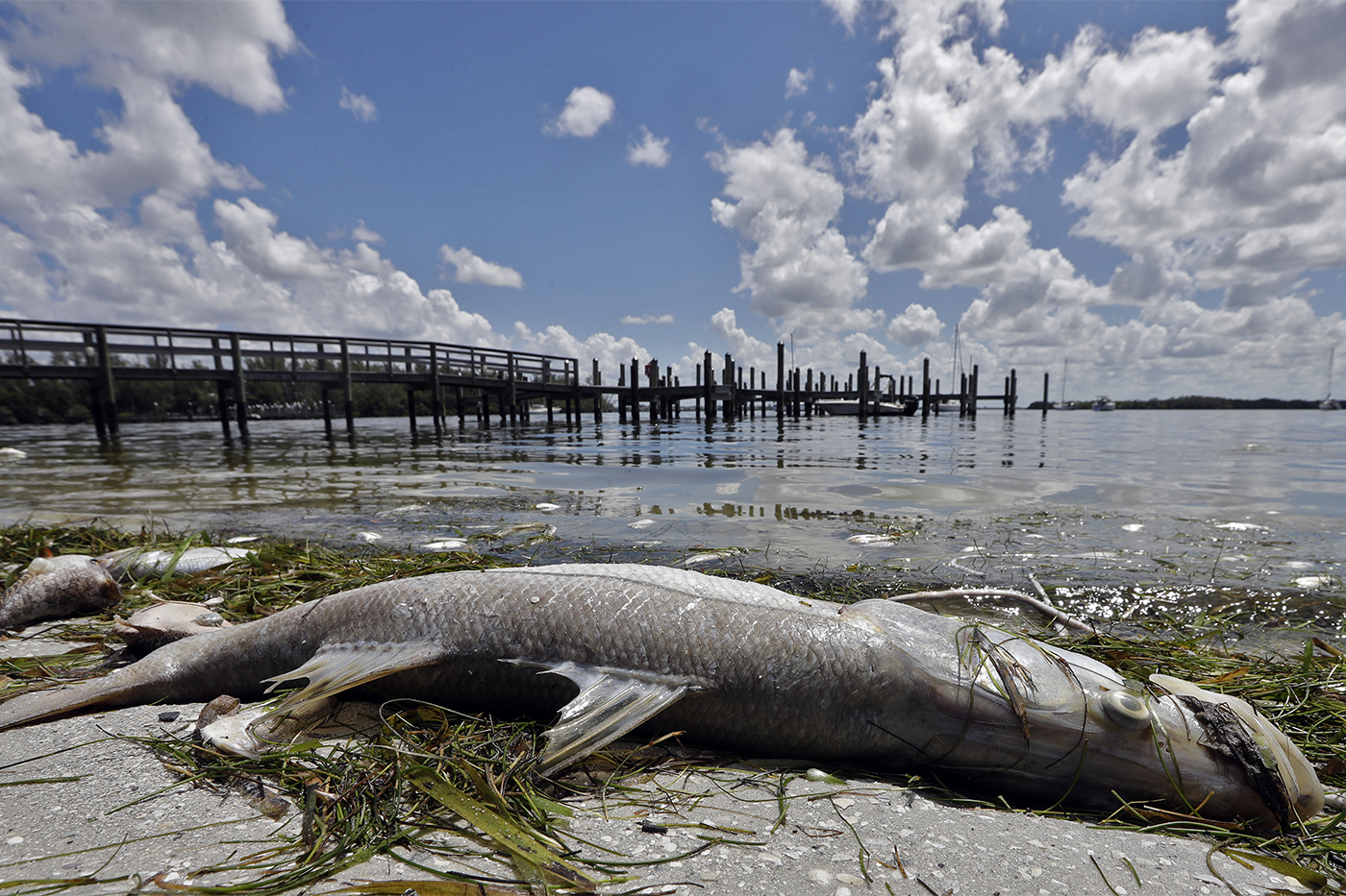 Do Hurricanes Impact Sea Life?