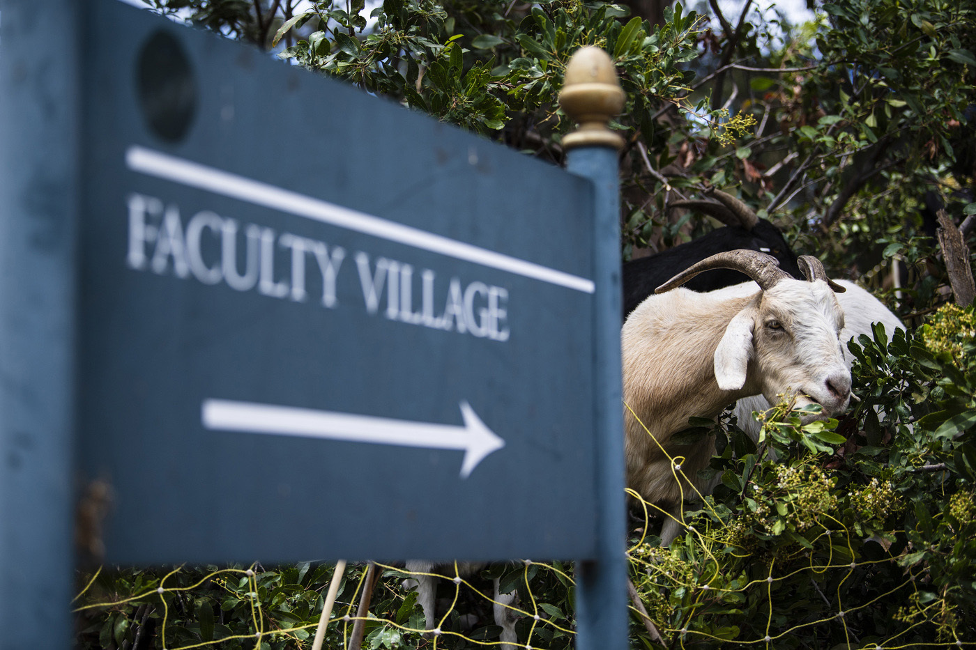 Goats on a mission - Northeastern Global News