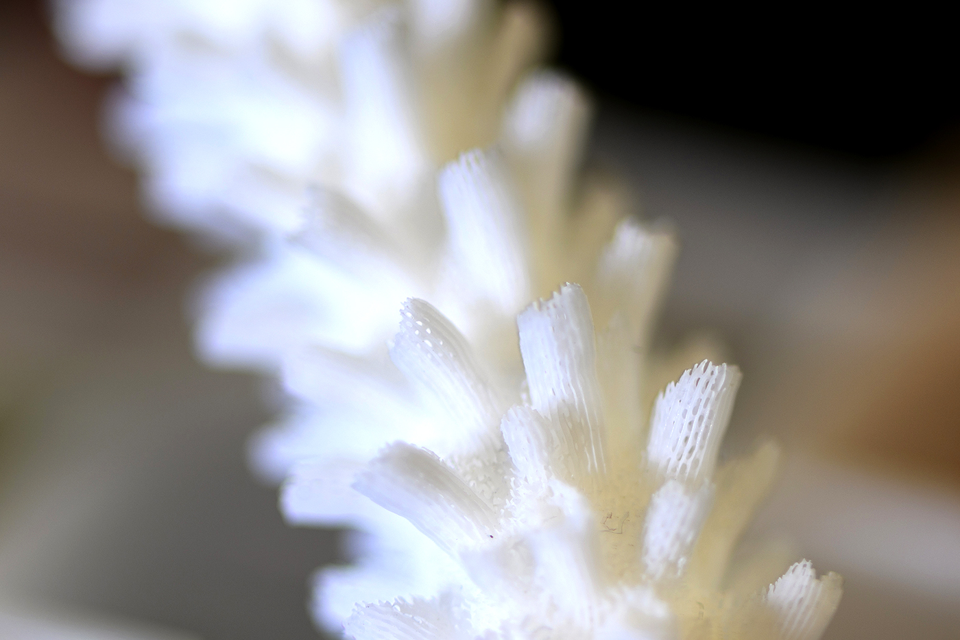 Meet the alumna who raises Northeastern’s King Husky mascot