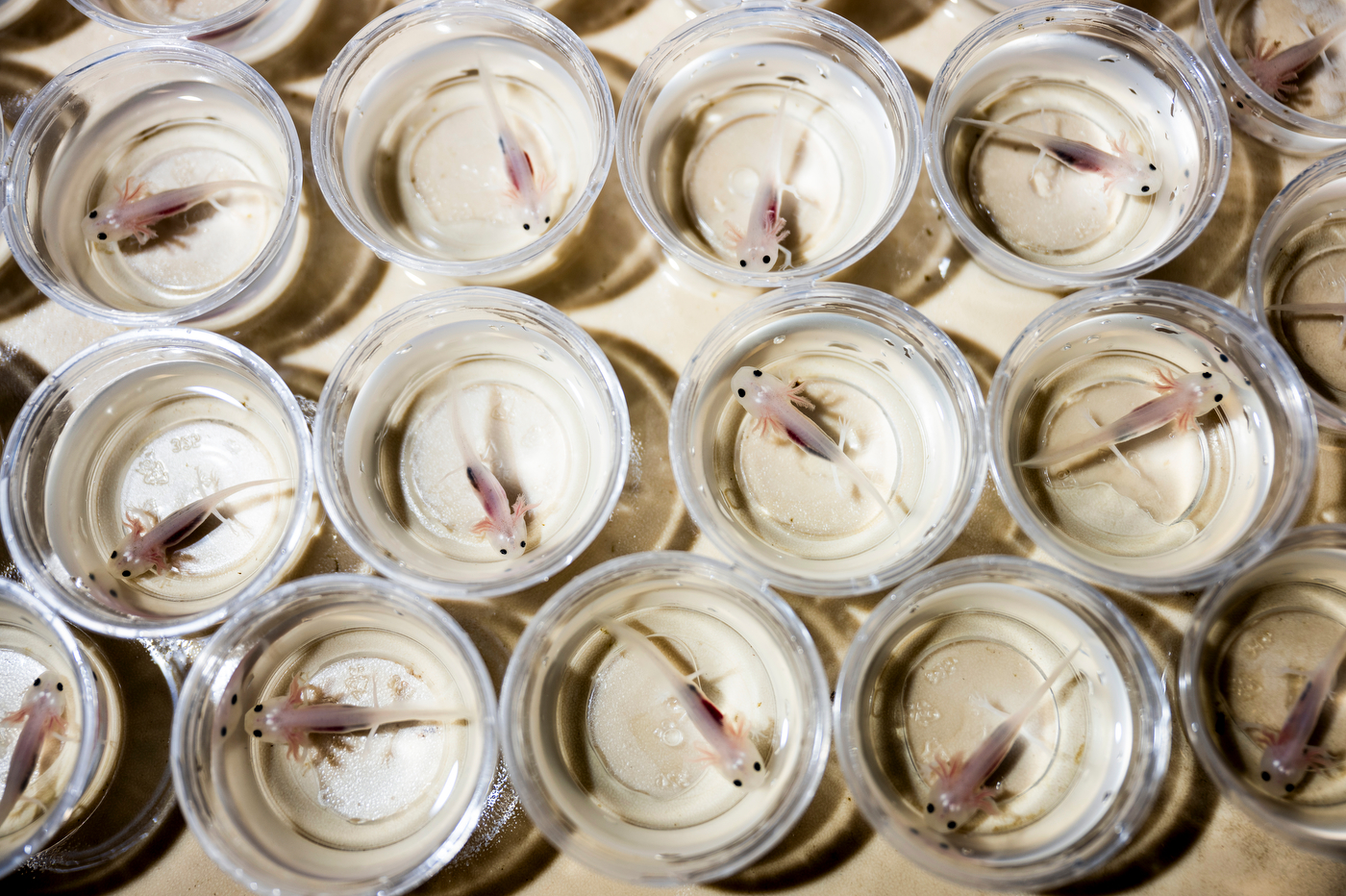 Why Are Axolotls Suddenly So Popular — And Going Extinct?