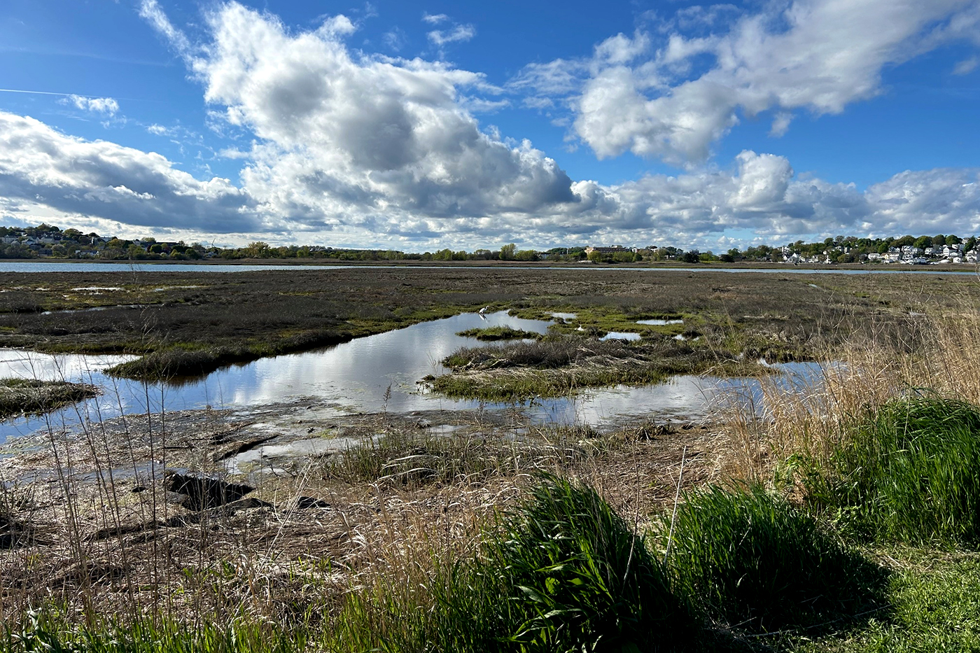 How Researchers Are Helping Marshes Adapt to Rising Seas