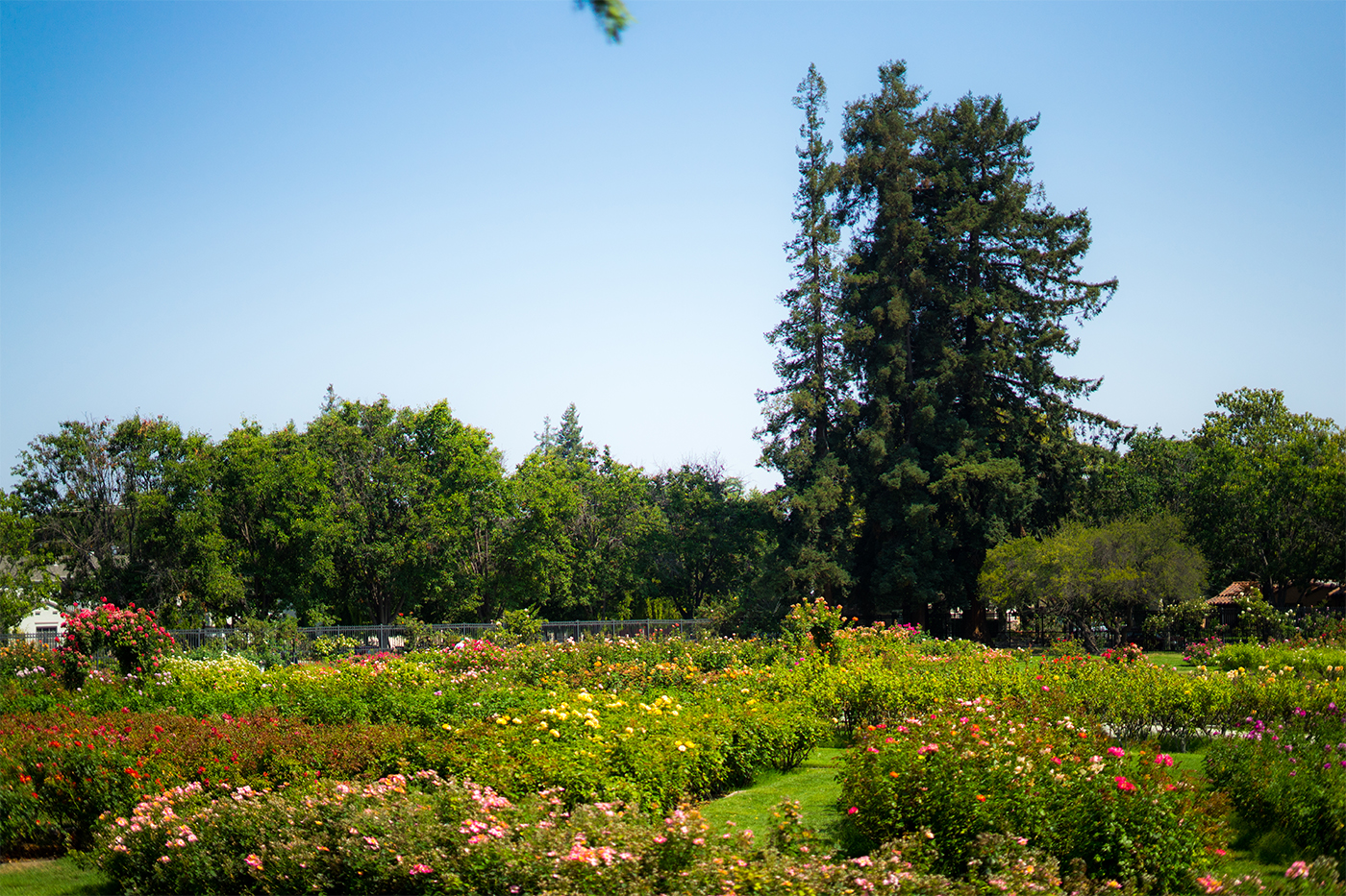 One Place to Visit in San Jose: The Rose Garden