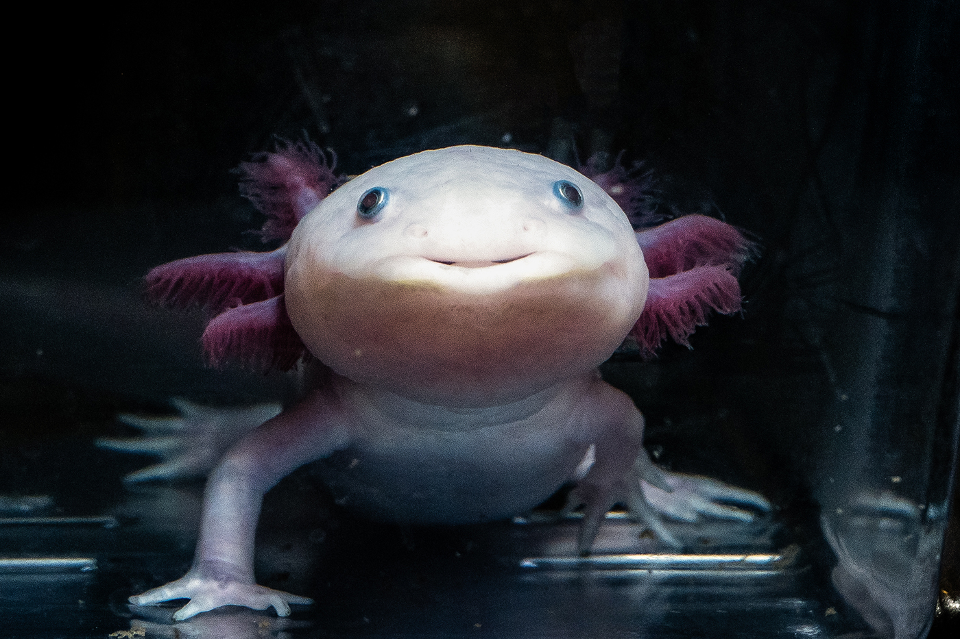 How Do Axolotls Regenerate Their Limbs?
