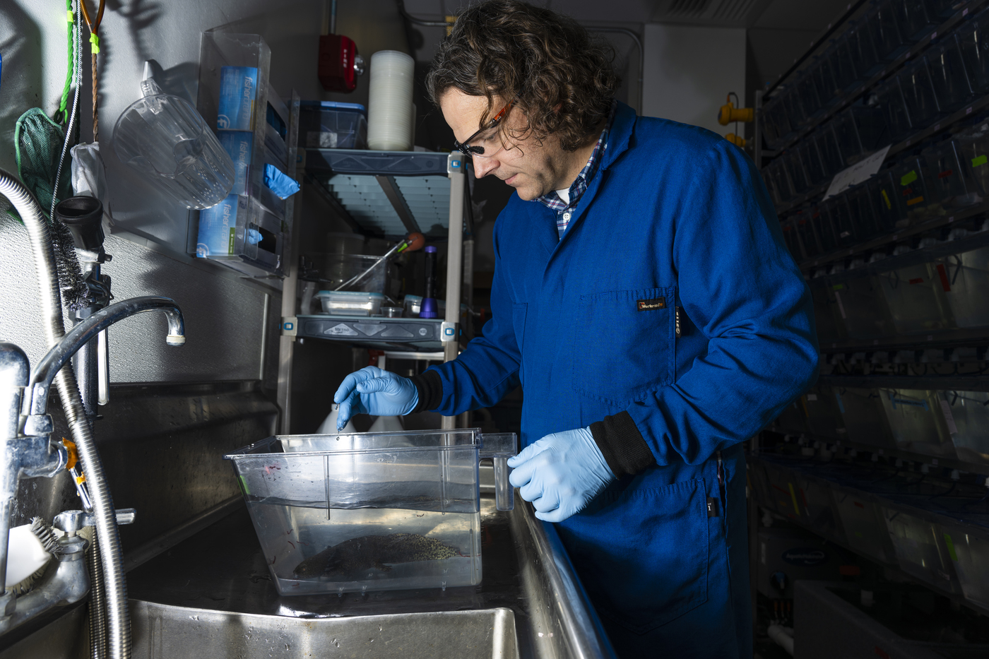 How Do Axolotls Regenerate Their Limbs?