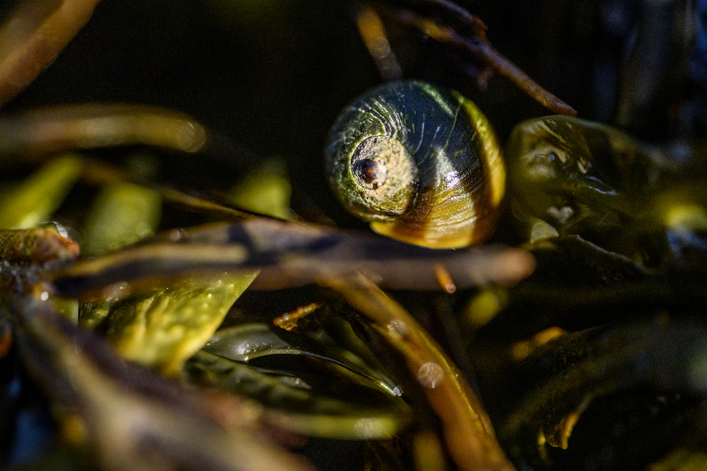How Sea Snails Have Evolved to Protect Against Green Crabs