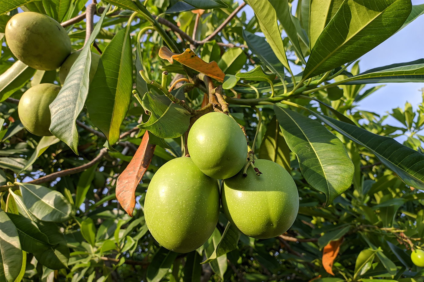 Can You Survive Eating the Fruit of a "Suicide" Tree?