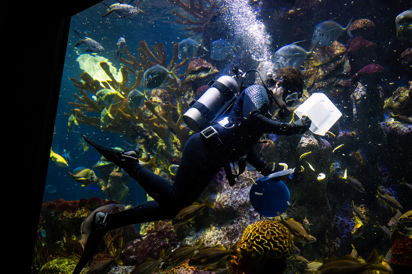 Students Befriend Turtles and Penguins at Aquarium Co-op
