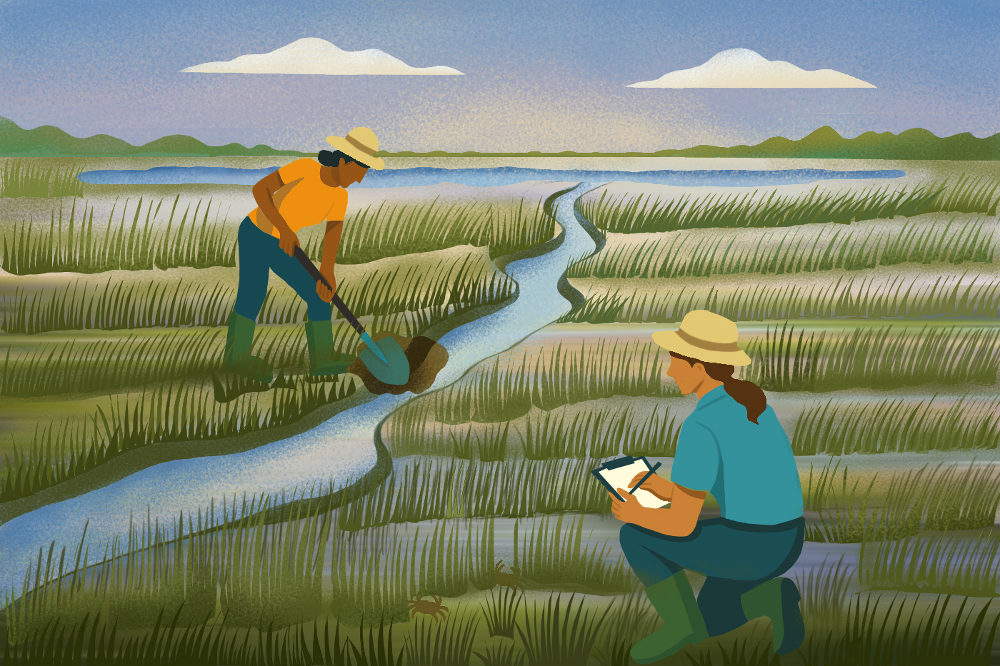 How Manmade Runnels Are Helping Salt Marsh Restoration