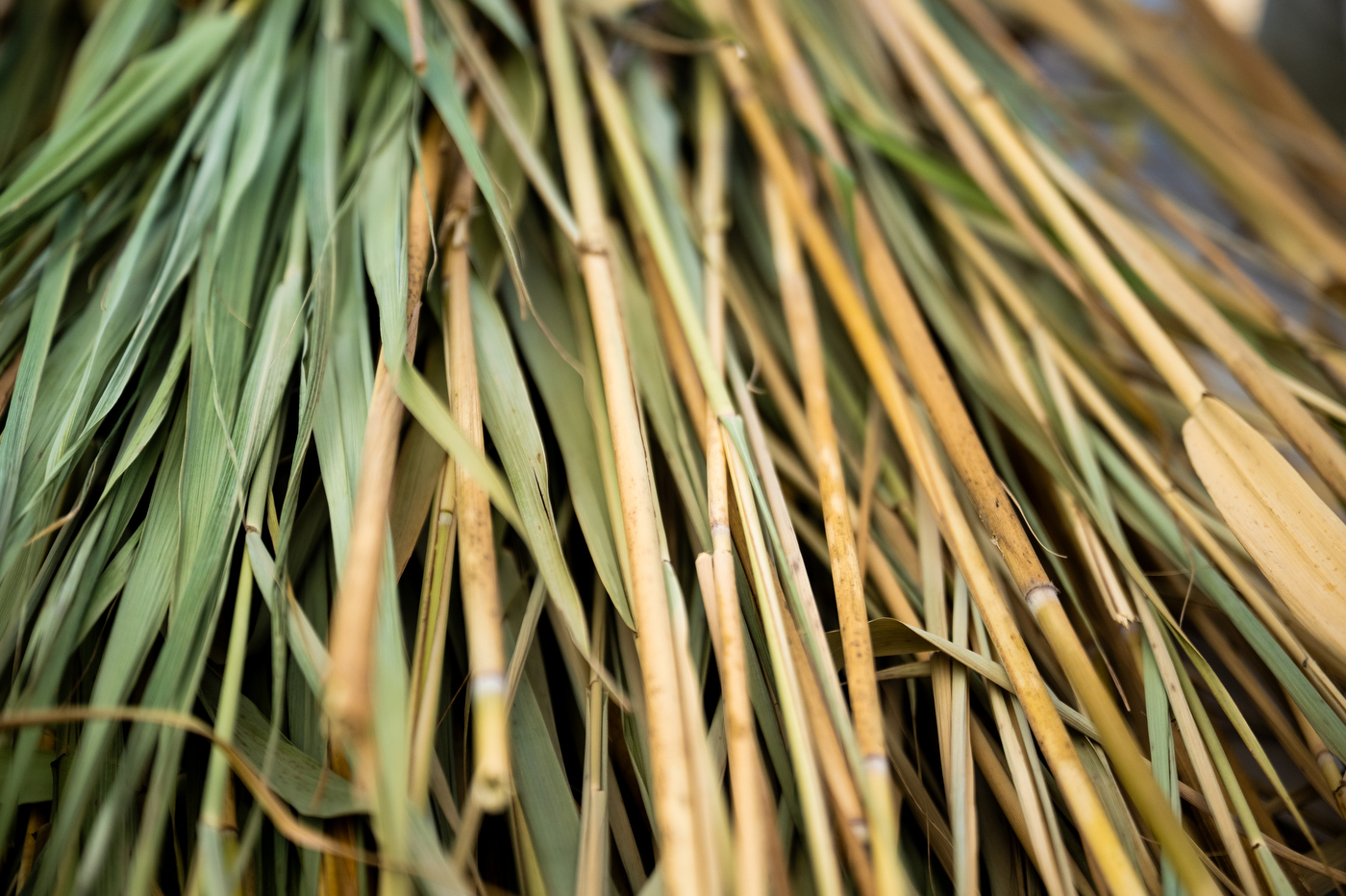 Emerald Tutu 2.0: Northeastern Grads Use Nature to Fight Erosion