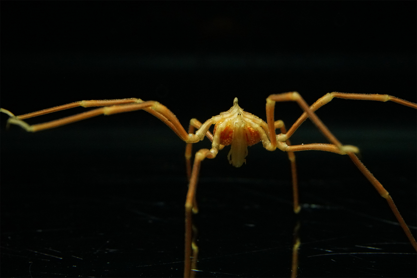 How Scientists Are Unlocking the Secrets of Antarctic Sea Spiders