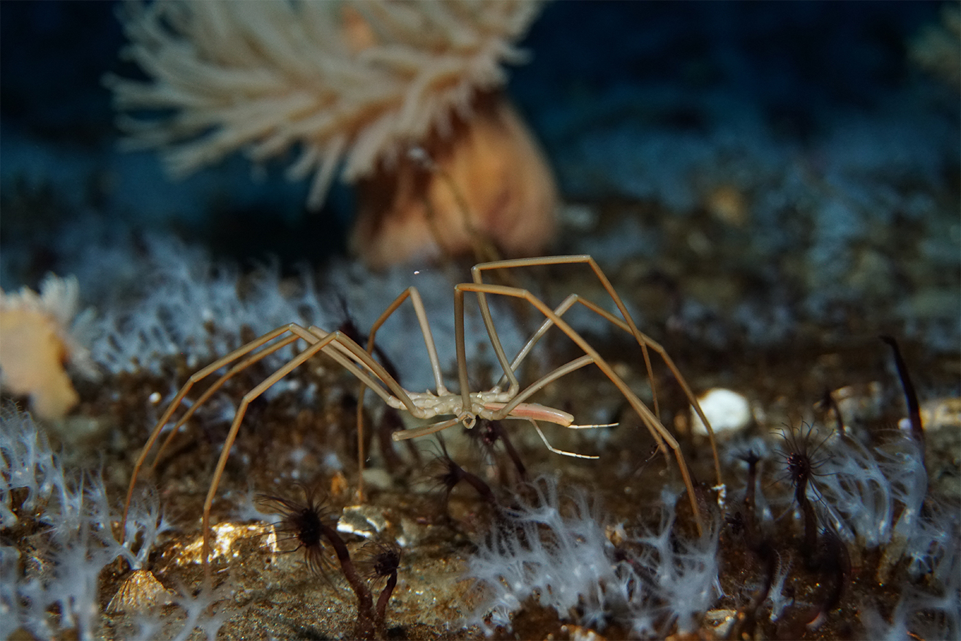 How Scientists Are Unlocking the Secrets of Antarctic Sea Spiders