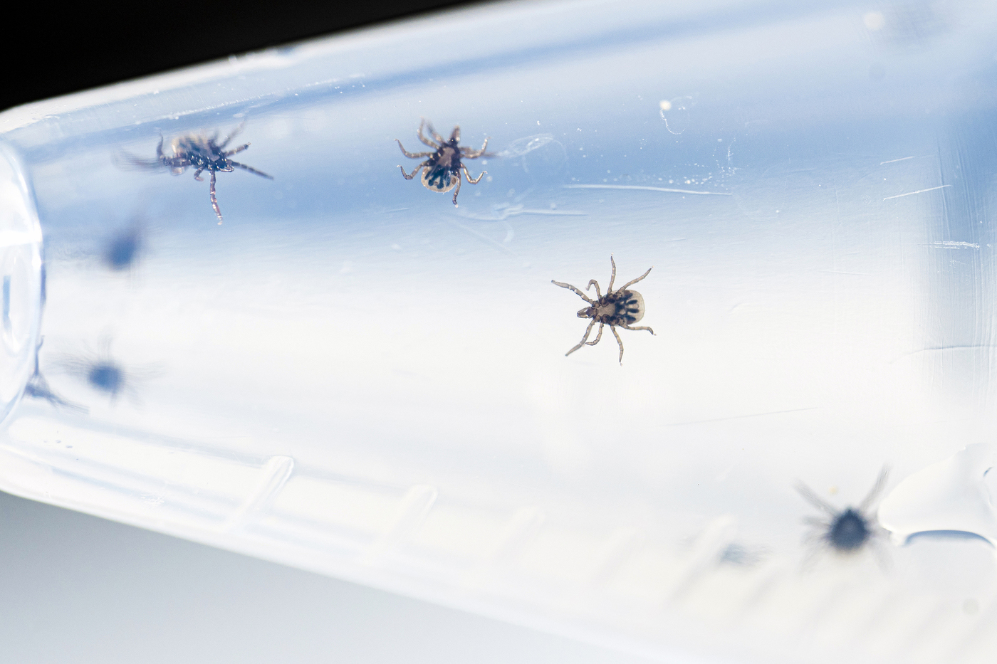 What is the ‘Mini Moon’ That is Now Orbiting Earth?