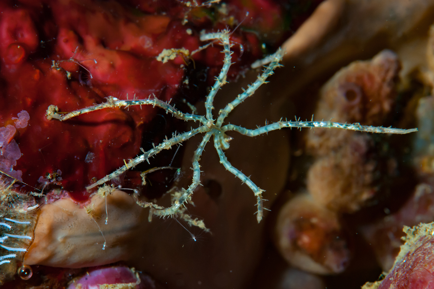 How Scientists Are Unlocking the Secrets of Antarctic Sea Spiders