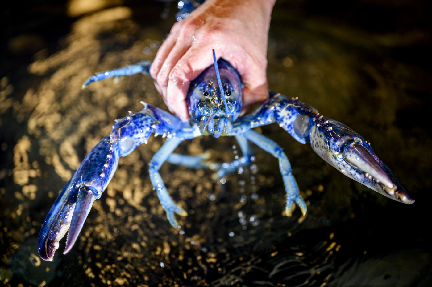 Meet Neptune, the Rare Blue Lobster Donated to Northeastern