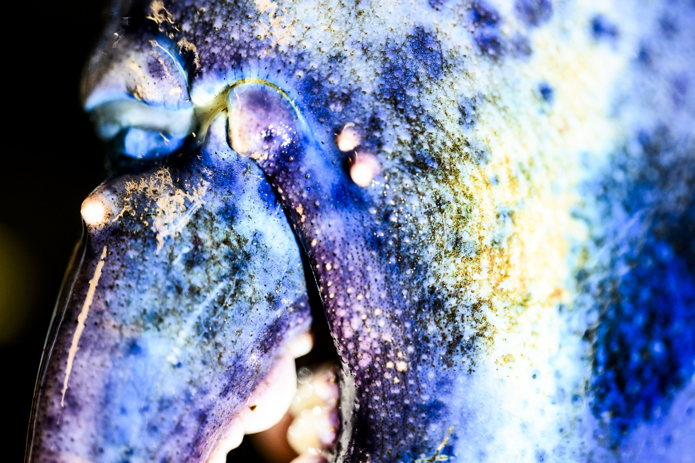 Meet Neptune, the Rare Blue Lobster Donated to Northeastern