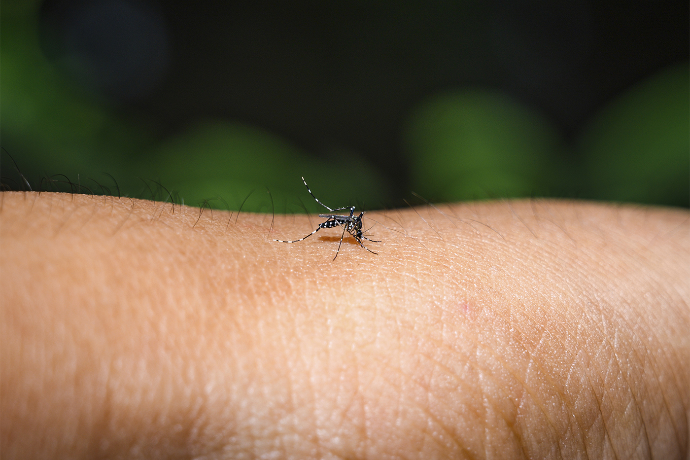 Researchers Predict Dengue Fever Outbreaks with 80% Accuracy