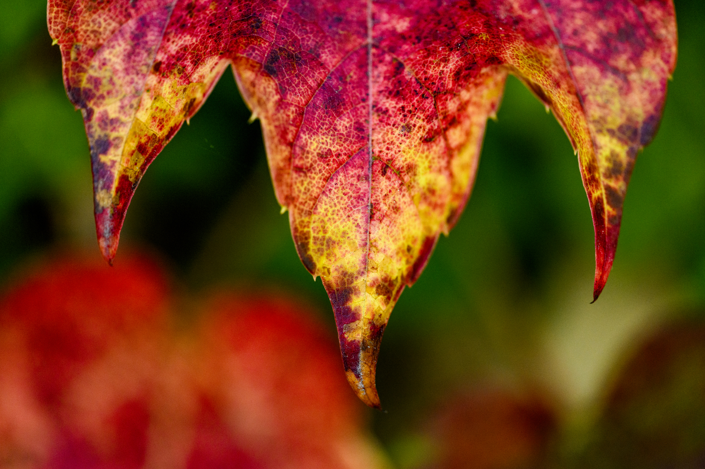 Fiery foliage - Northeastern Global News