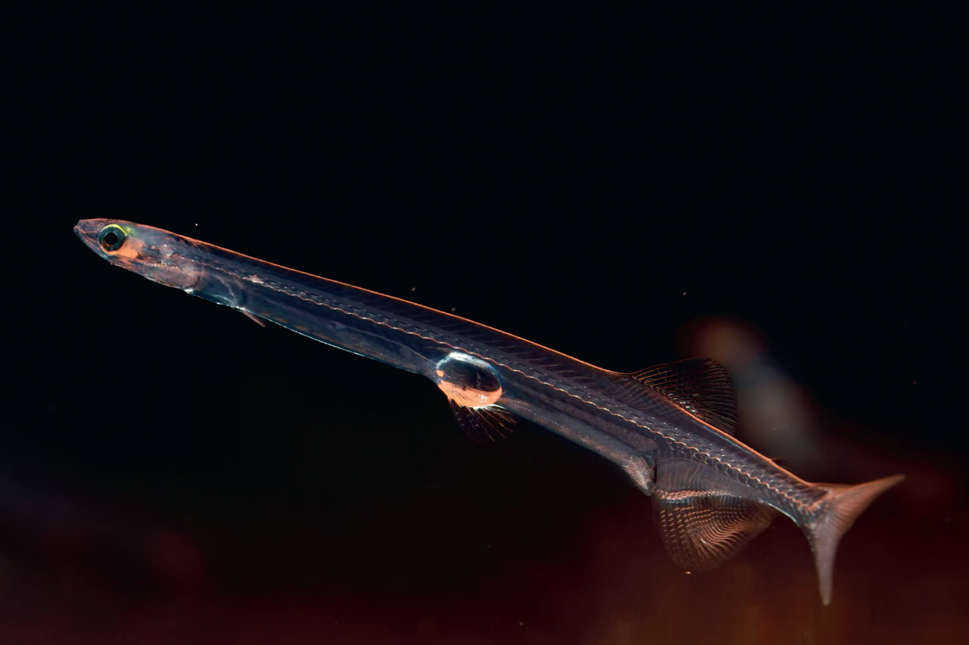 Dream Pools Creator Jared Pike Finds Viral Fame With Surreal Art