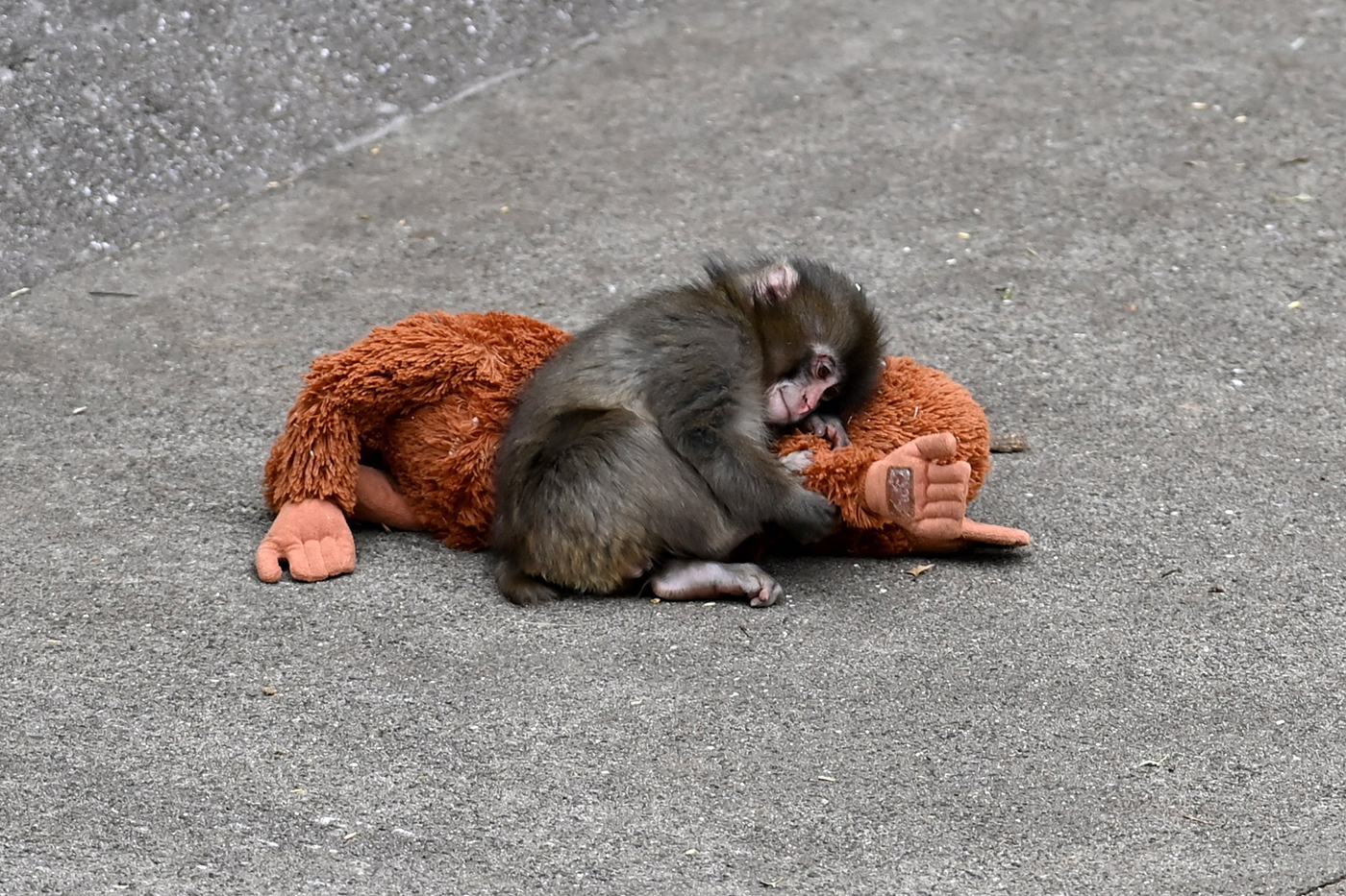 What Punch the Monkey Tells Us About the Sapiens Species