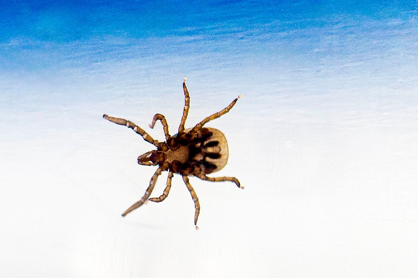 Why Health Officials Are Concerned About the 2026 Tick Season